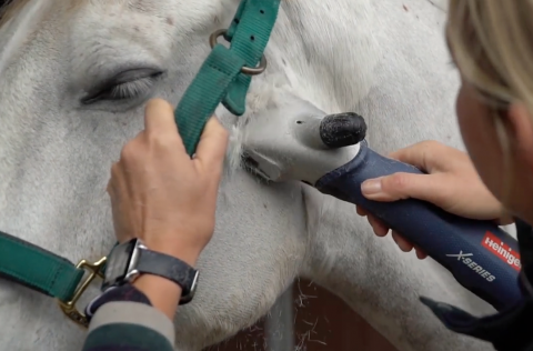 EQUINE | Highway Shearing